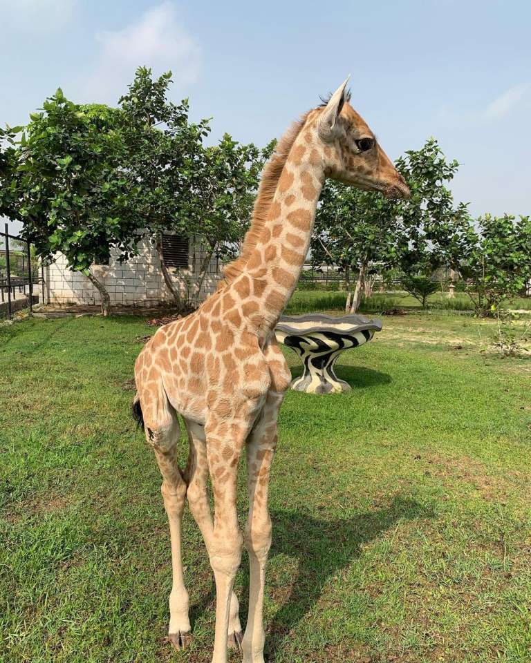 Get to know Omu Resort (with Amazing Photos) - The Retna Blog
