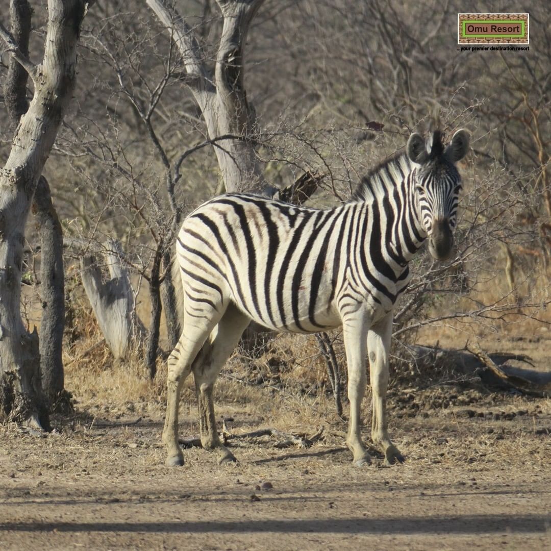 Get to know Omu Resort (with Amazing Photos) - The Retna Blog